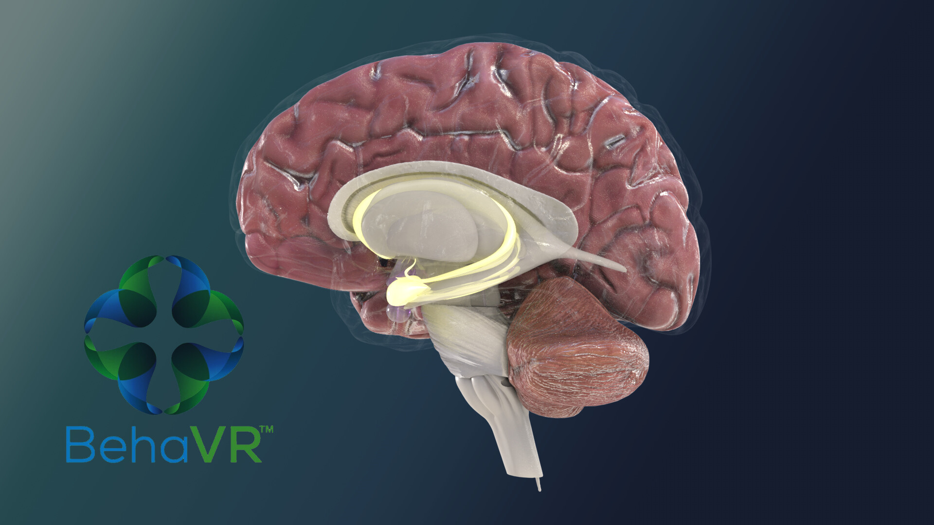 ArtStation - Brain Cross-section Render