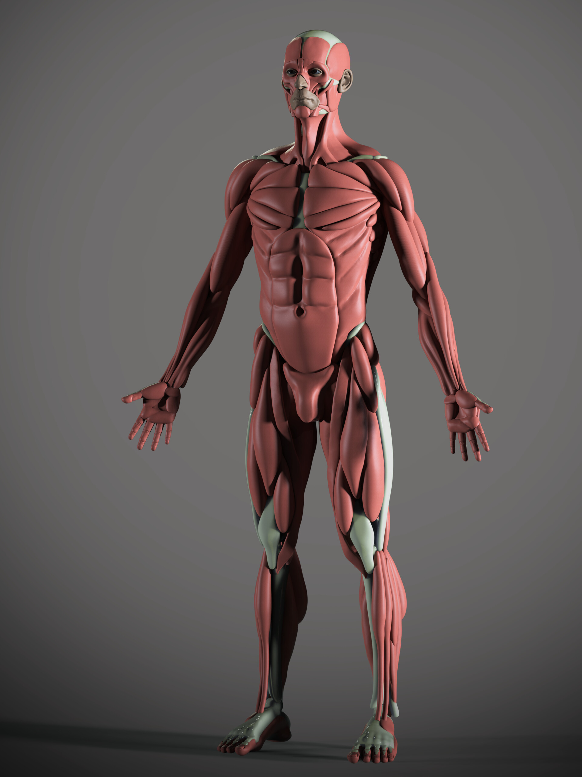 ArtStation - Human Anatomy