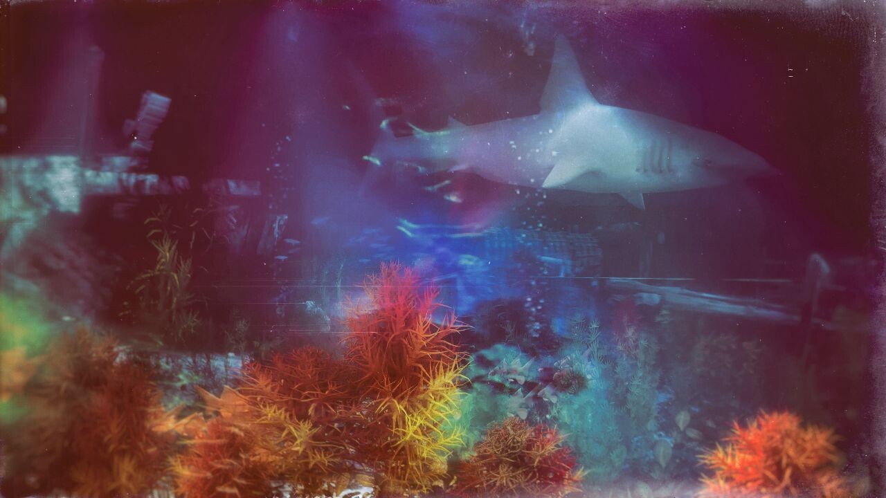 Julian-Patrick Burmeister - The Shark