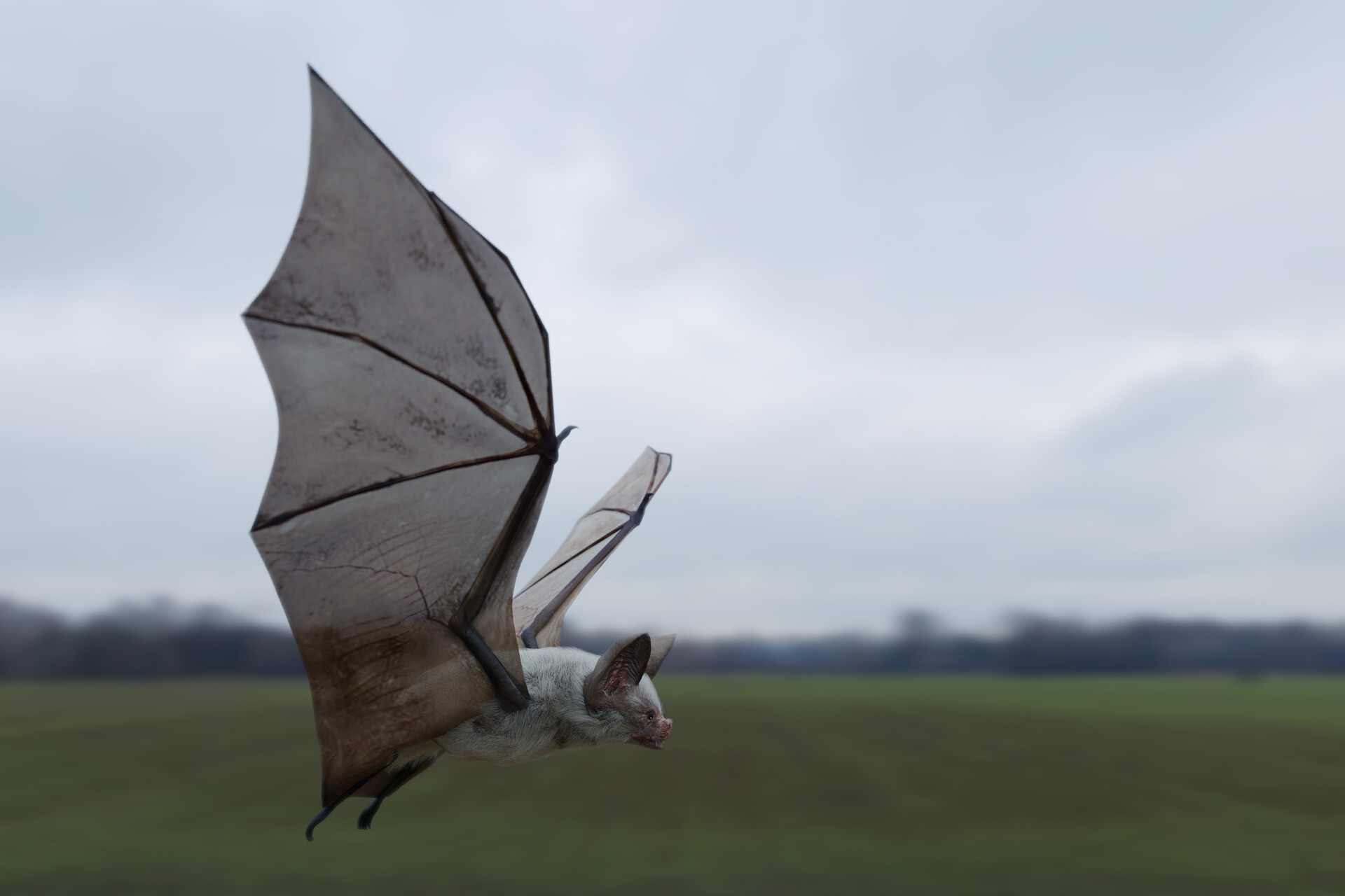 ArtStation - Vampire Bat