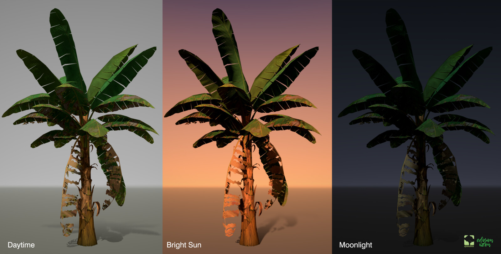 Edison - Banana Tree (Genus Musa) Creation from Substance Designer to ...