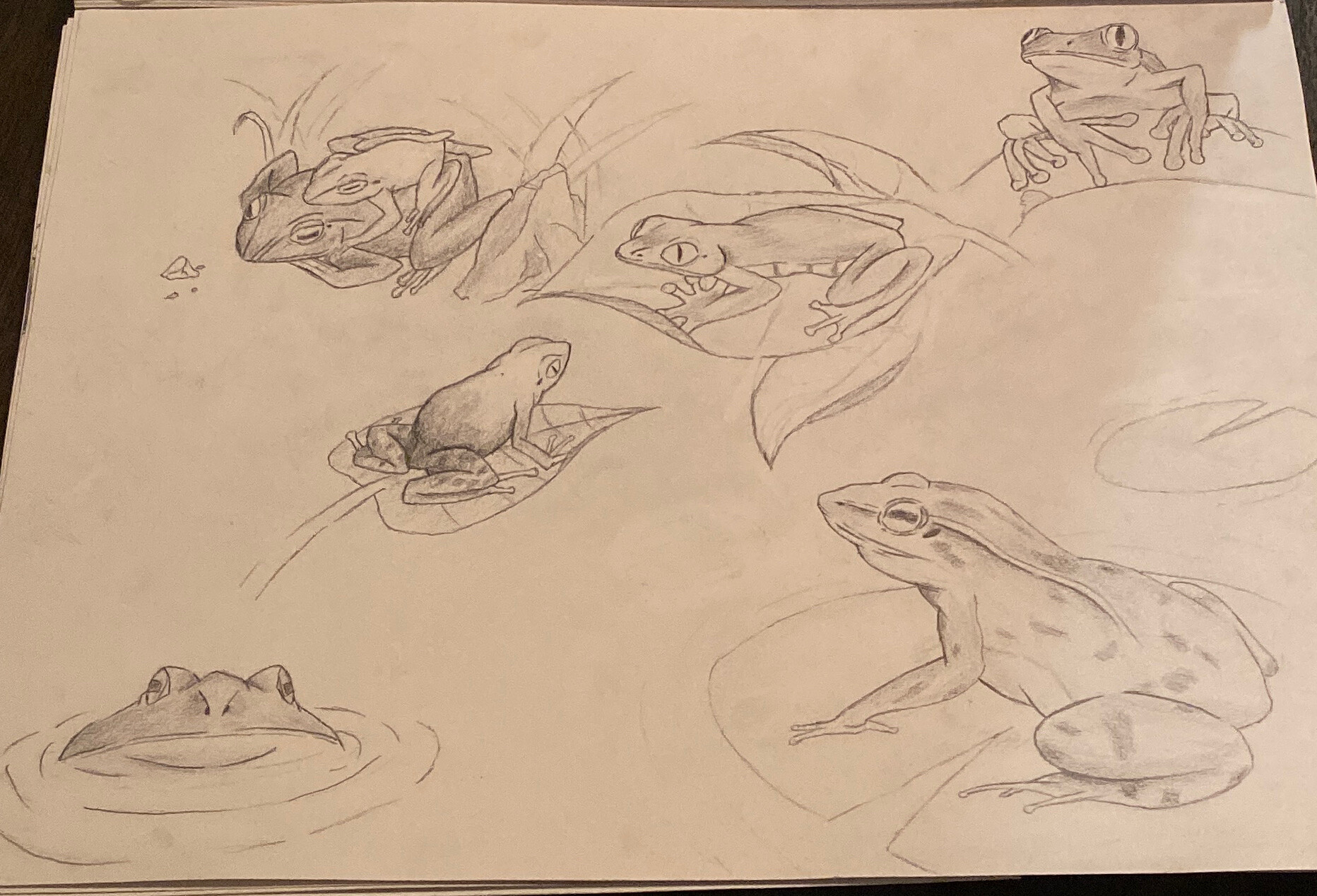 ArtStation - Frogs from reference