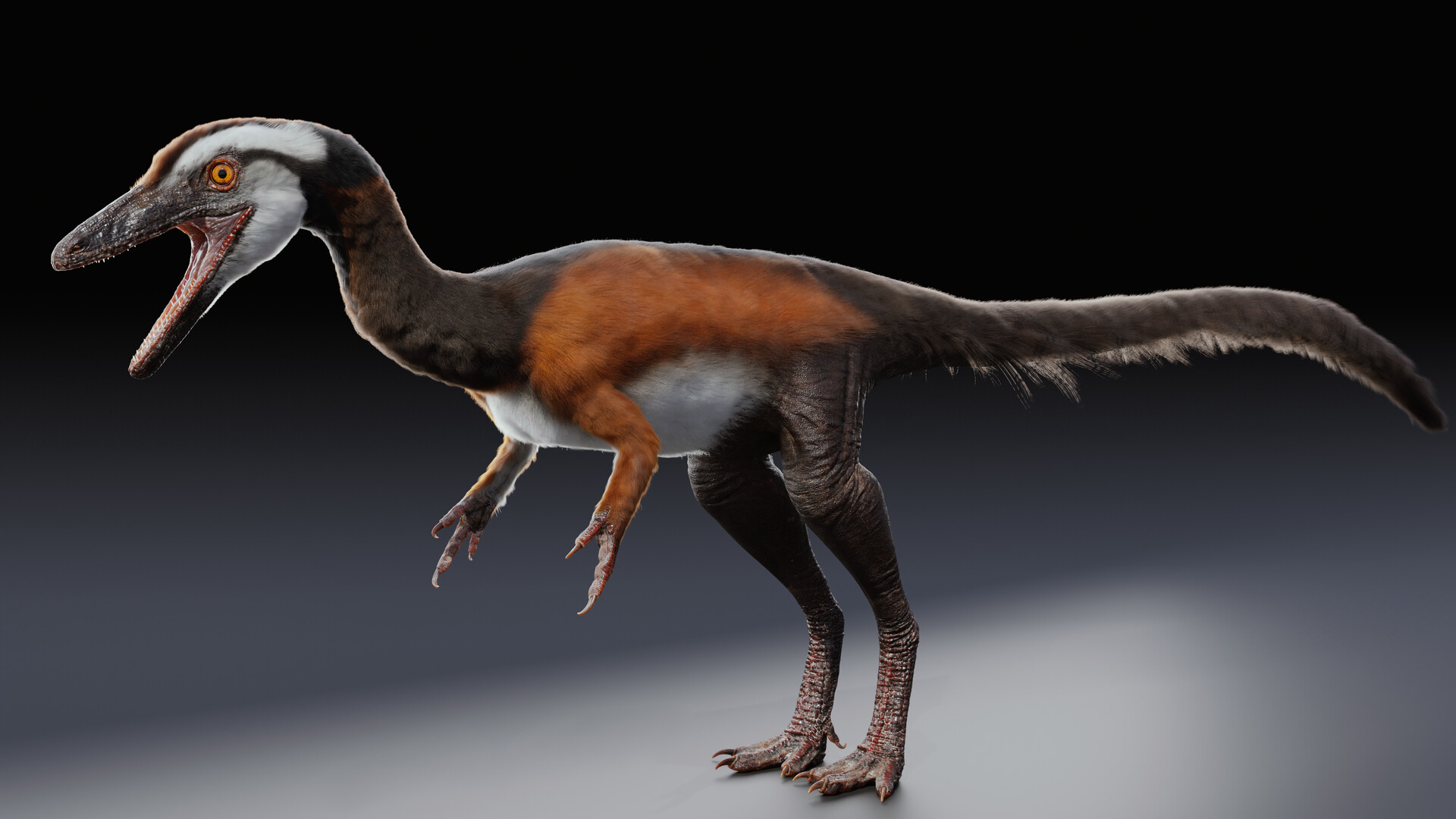 Joanna Kobierska - Compsognathus longipes