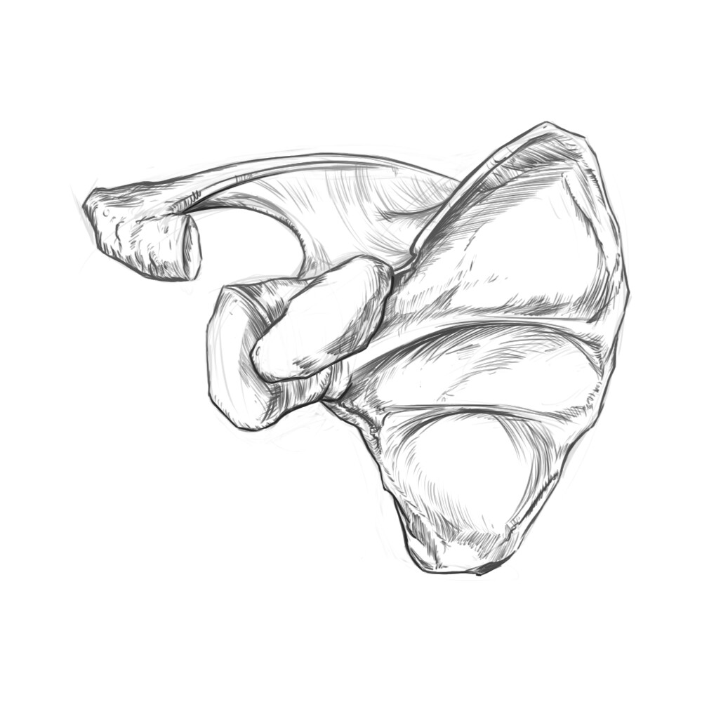 ArtStation - Right scapula quick sketch and time-lapse.