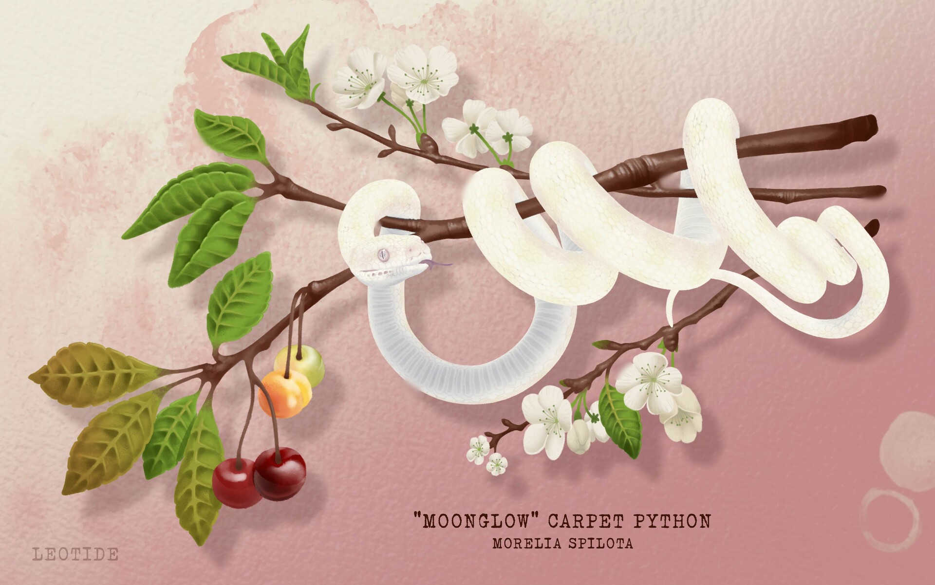 Leonie Herson - Moonglow Carpet Python