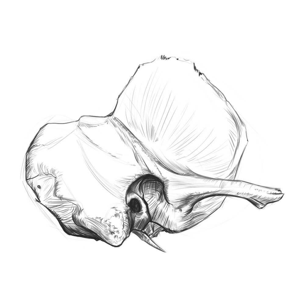 Temporal Bone Unlabeled Temporal Bone Unlabeled
