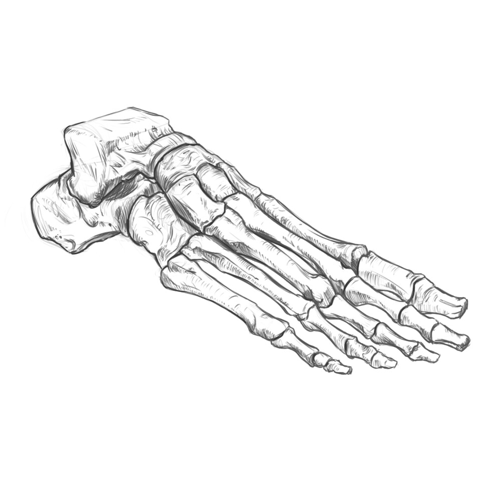 ArtStation - Anatomy drawing study of the Foot.