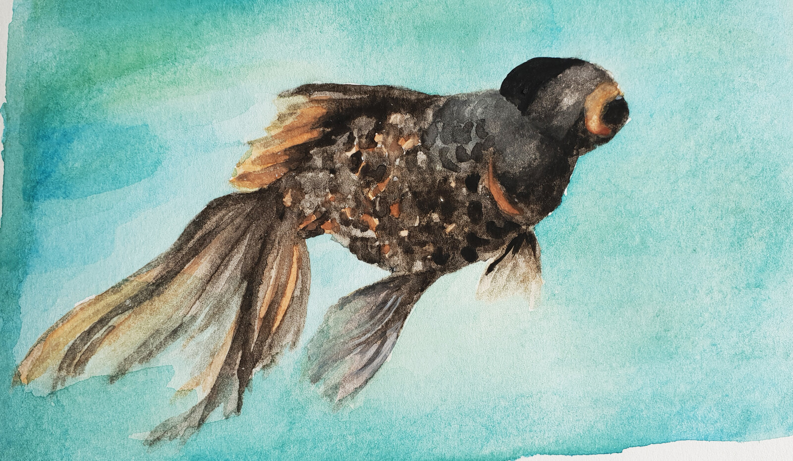 Lisa van der Meij - Black Moor Fish