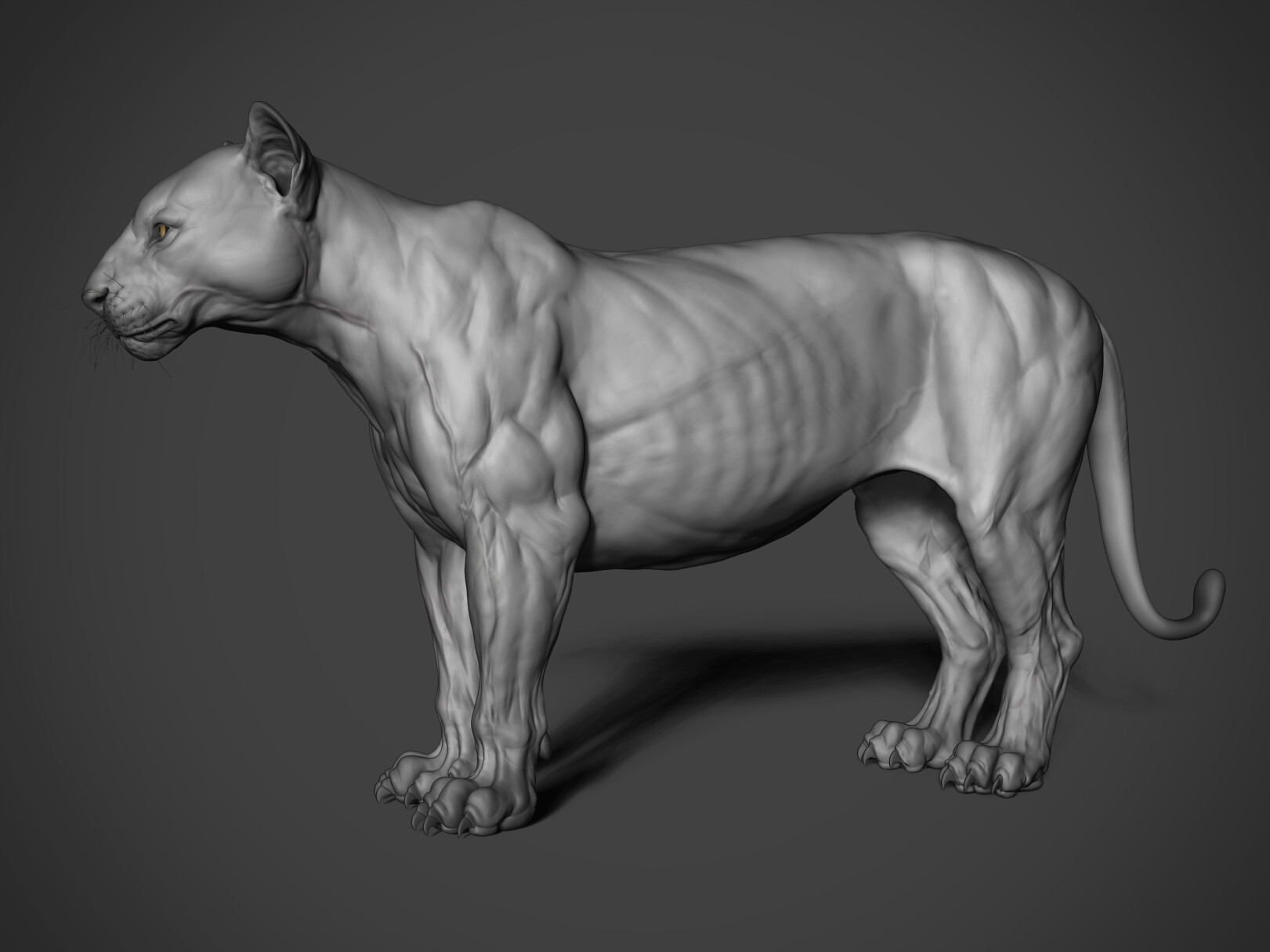Gaurav Kumar - Tiger anatomy sculpt