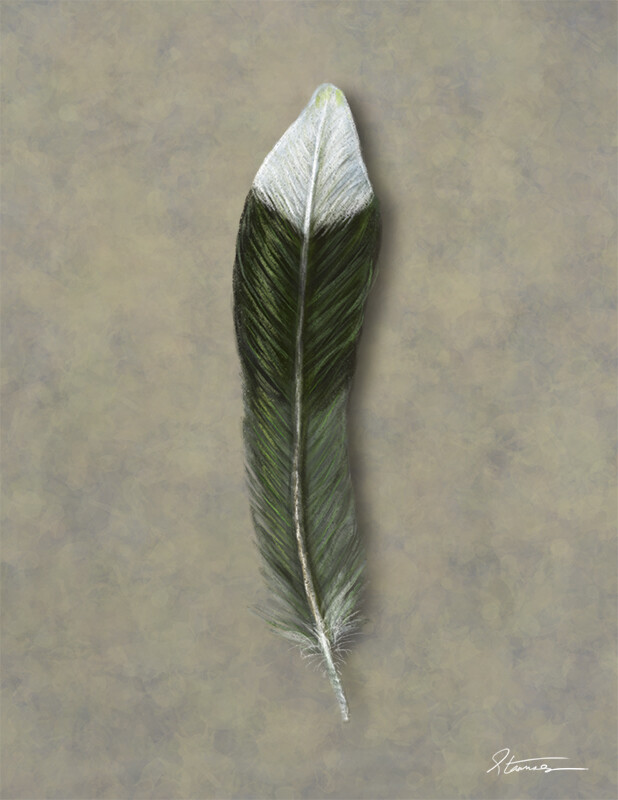 Kimber Starnes - Ruby-throated Hummingbird Feather