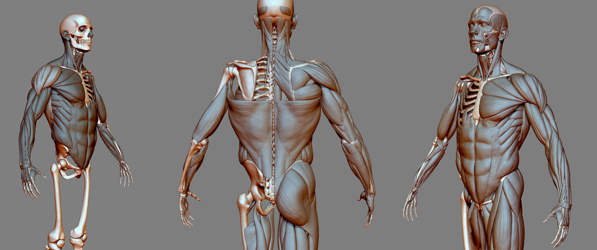 ArtStation - Human Anatomy Study