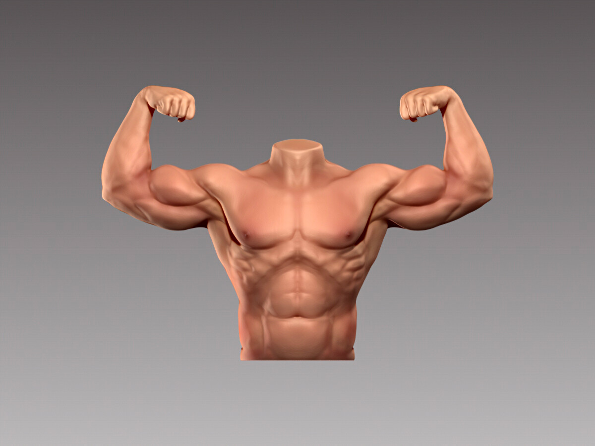 ArtStation - the trunk of the human body - #1