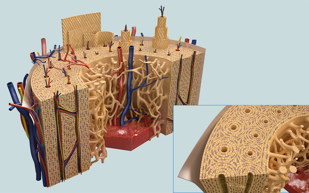 ArtStation - Human bone