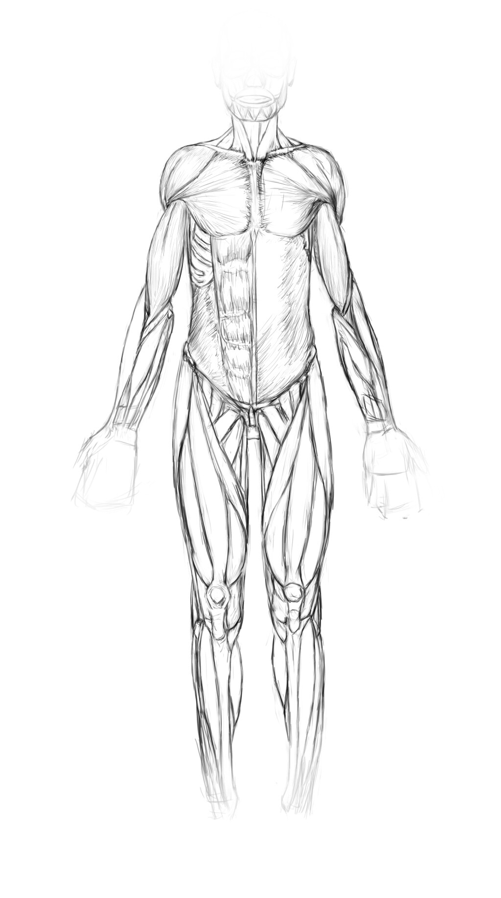 ArtStation - anatomy study
