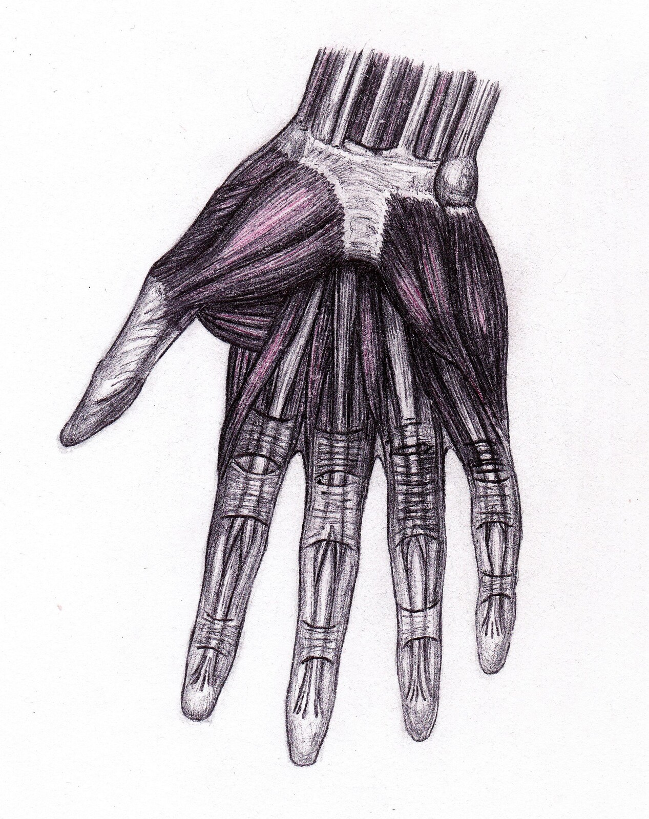 Luis - Various Biro Drawings