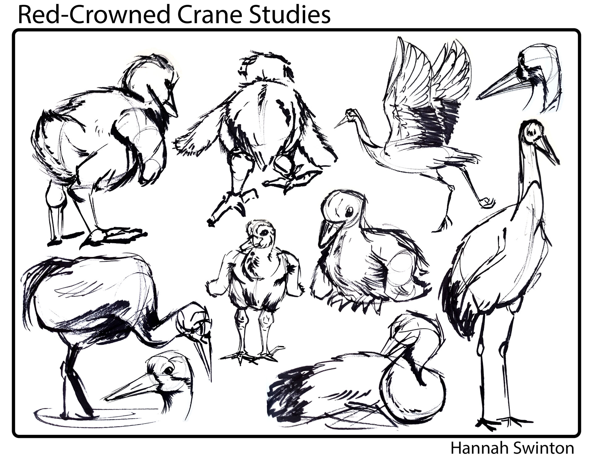 H. Morgan Swinton - Animal Studies