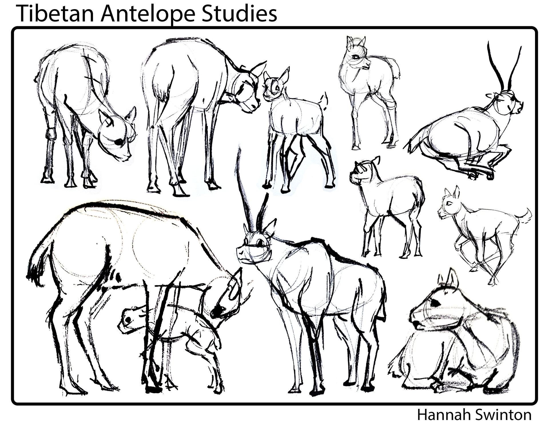 H. Morgan Swinton - Animal Studies