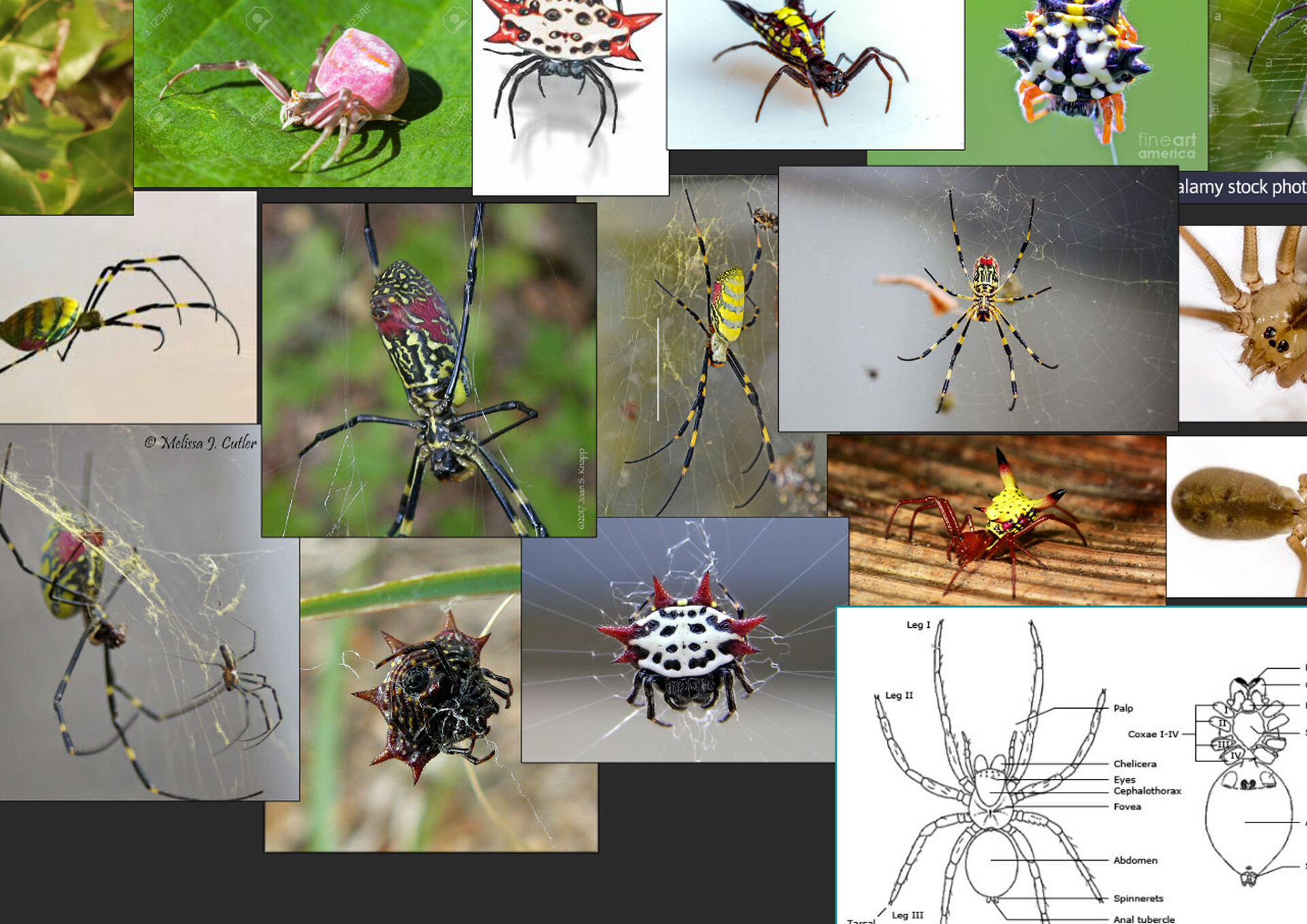 PolyWhale - Project Joro - Flesh Spider