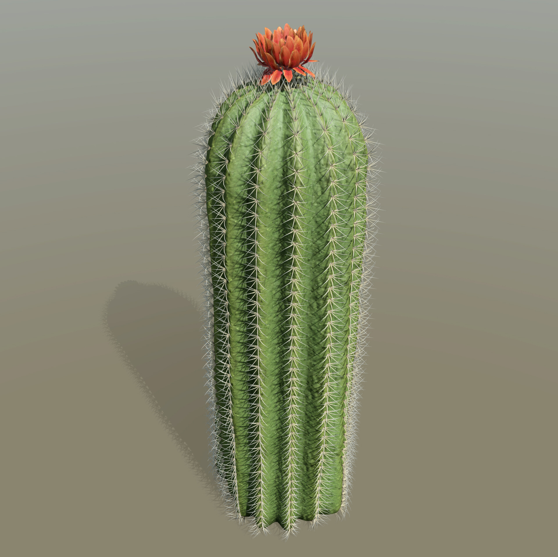 ArtStation - Cactus