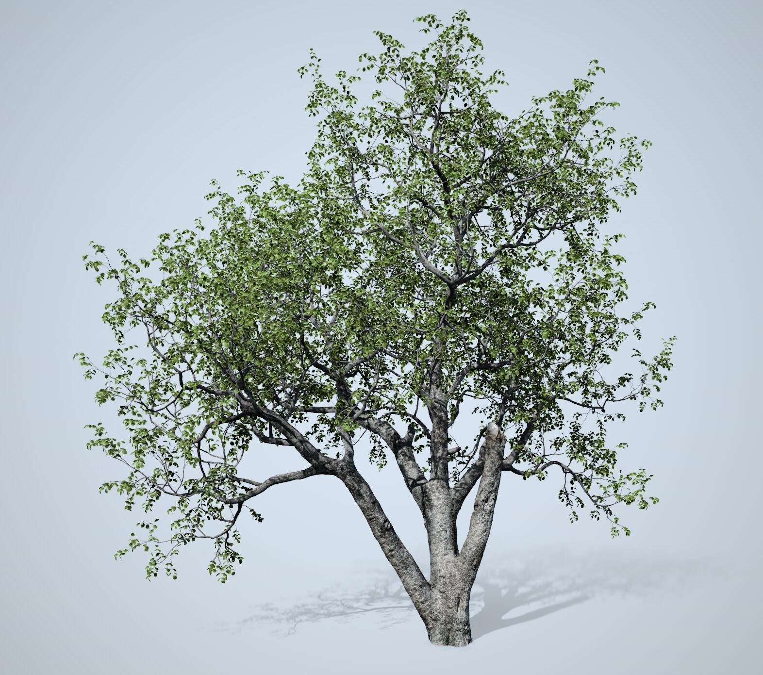 ArtStation - Dogwood Photogrammetry Base