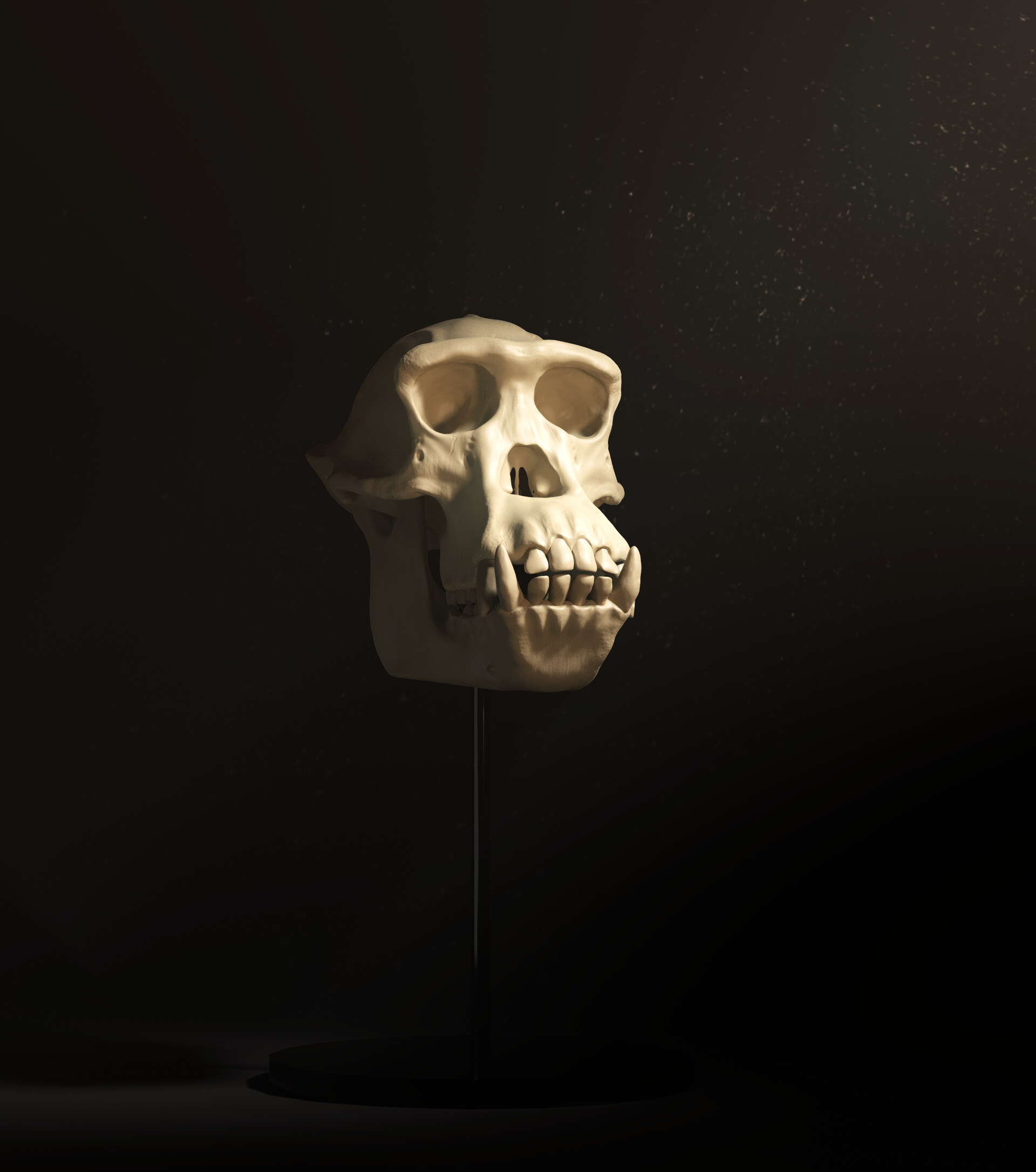 ArtStation - Chimpanzee Skull