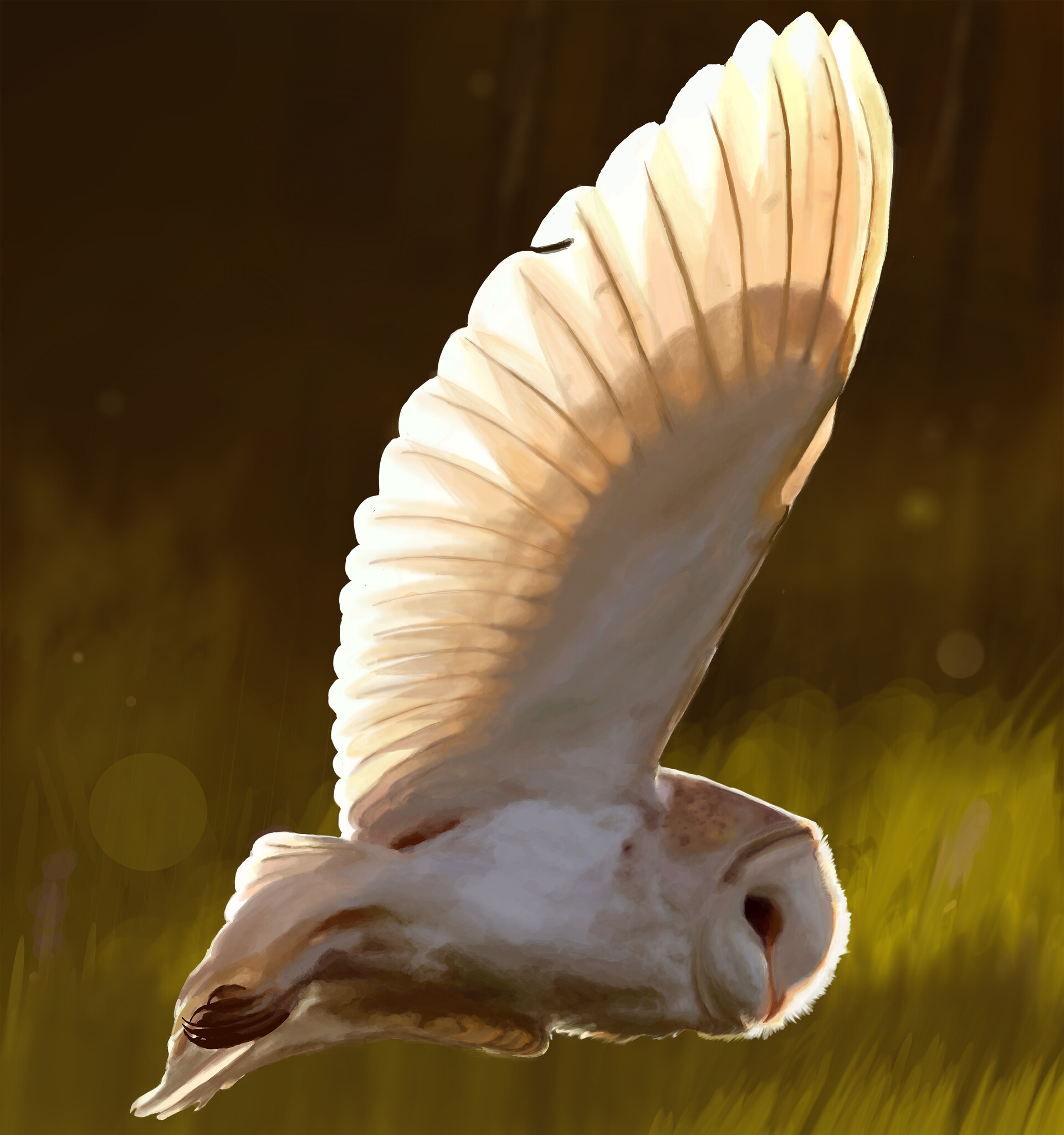 ArtStation - Barn Owl ( light/transparency study)