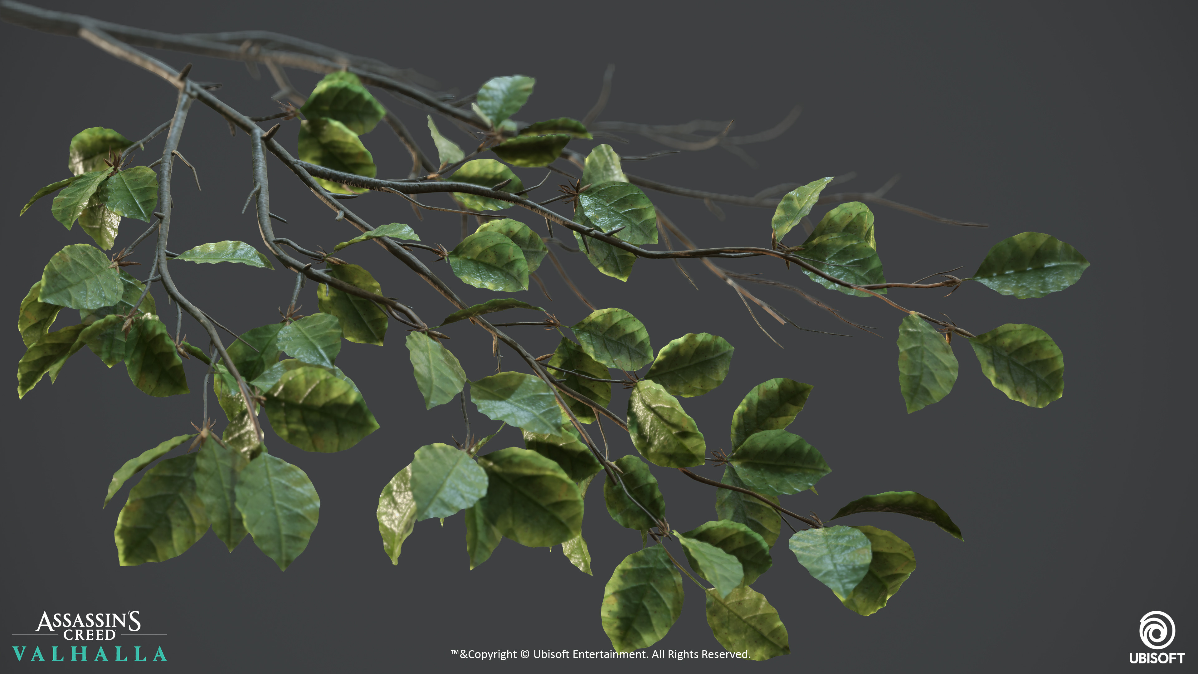 adrien-paguet-brunella-beechbranch.jpg (3840×2160)