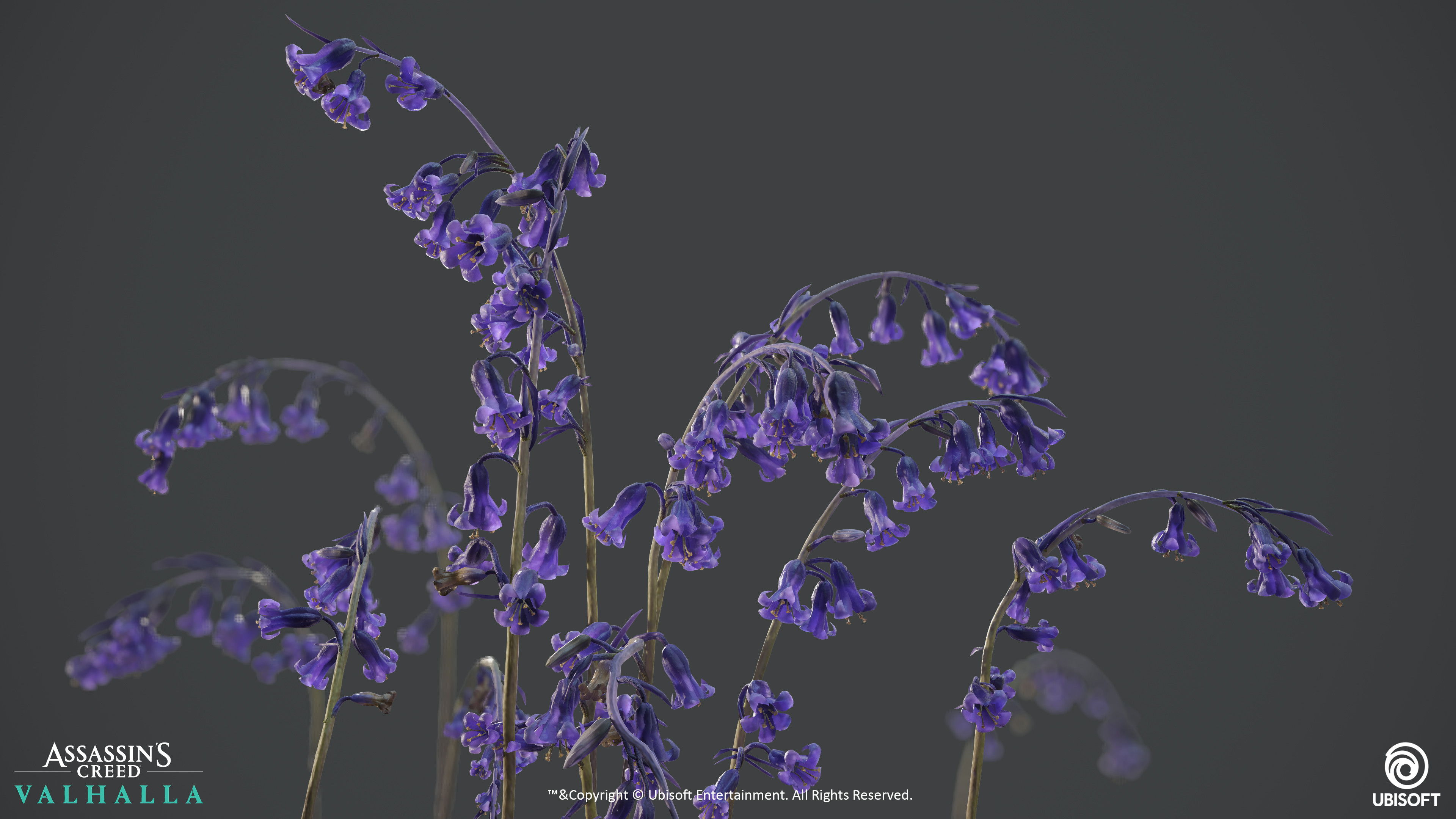adrien-paguet-brunella-bluebells.jpg (3840×2160)-花瓣网