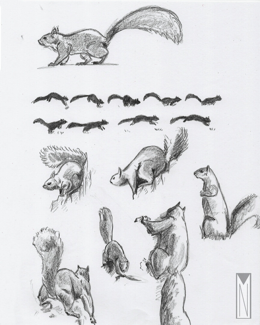 ArtStation - Squirrel sketches (11/10/2020)