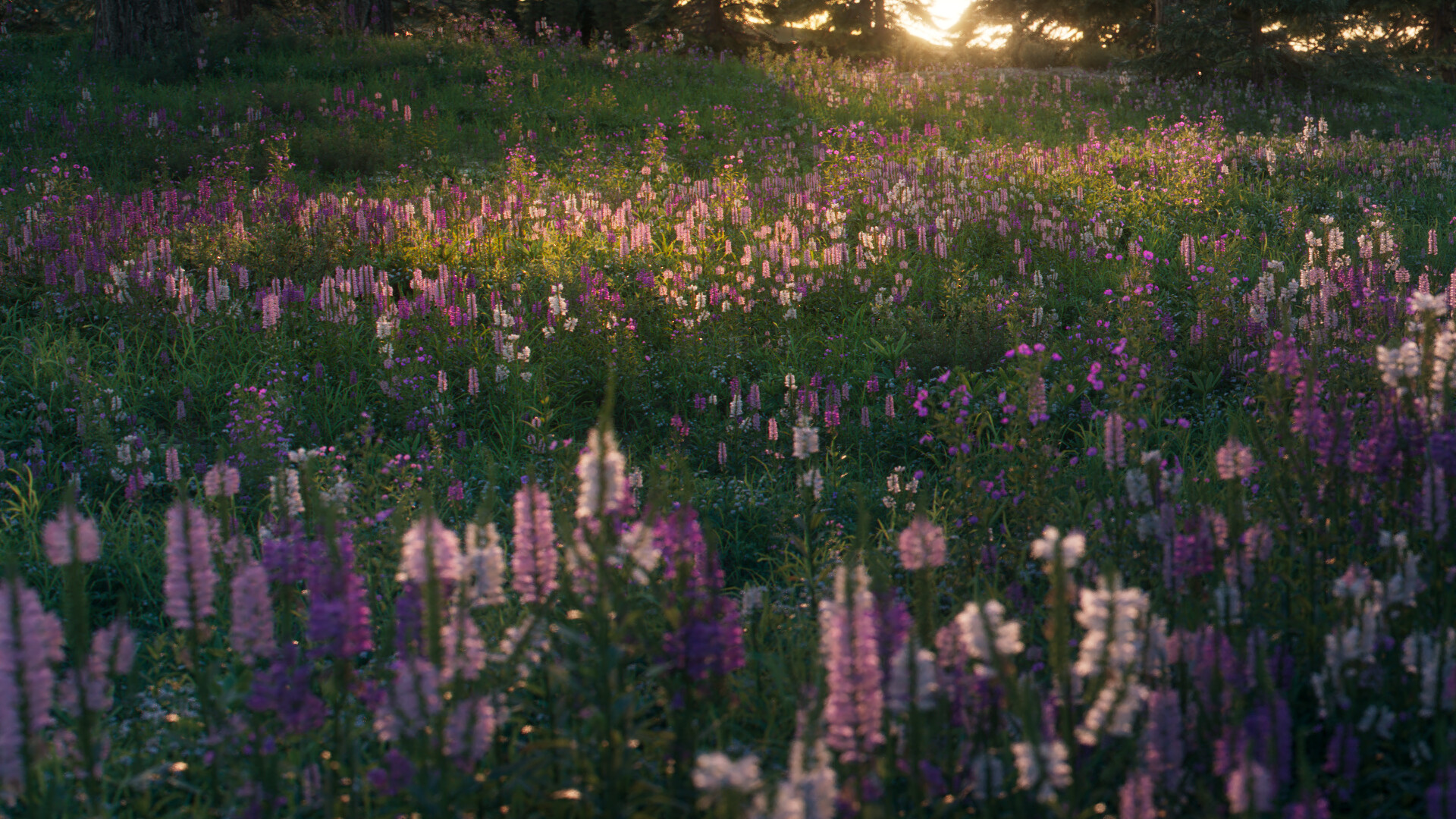 martin-mart-physostegia-virginiana0003.jpg (1920×1080)-花瓣网