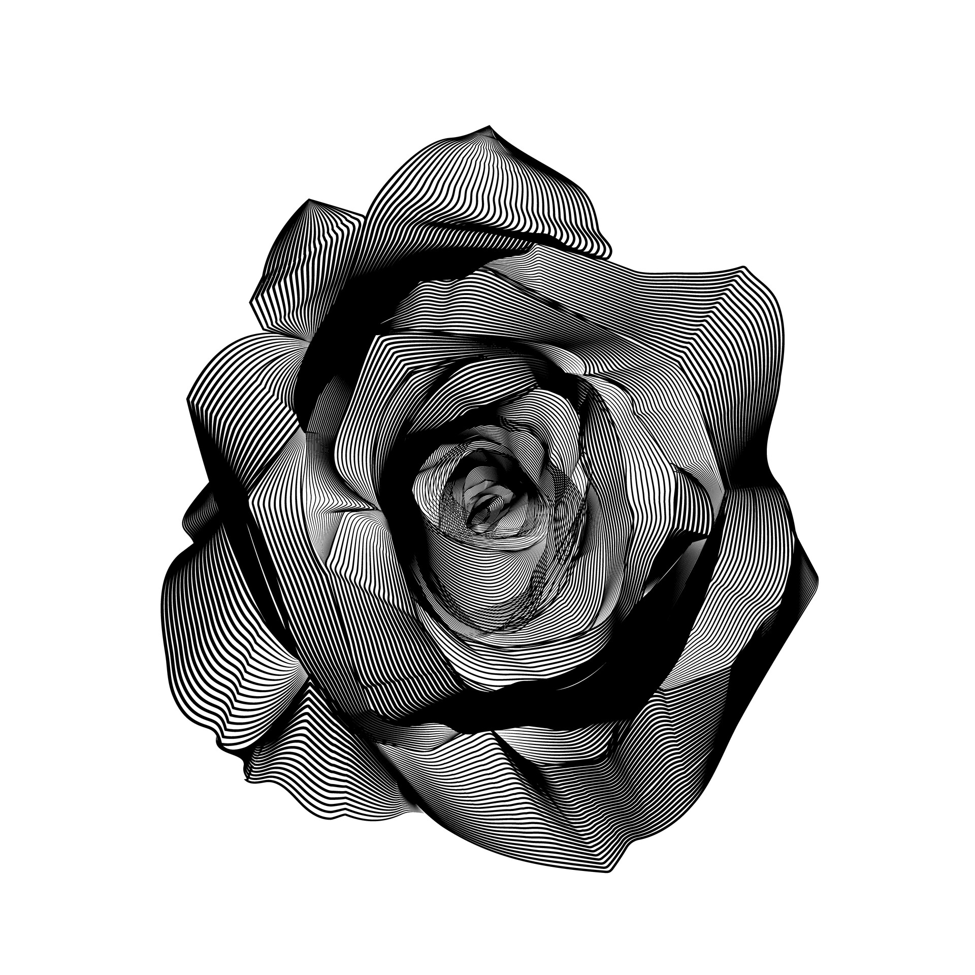 ArtStation - Linocut style Rose