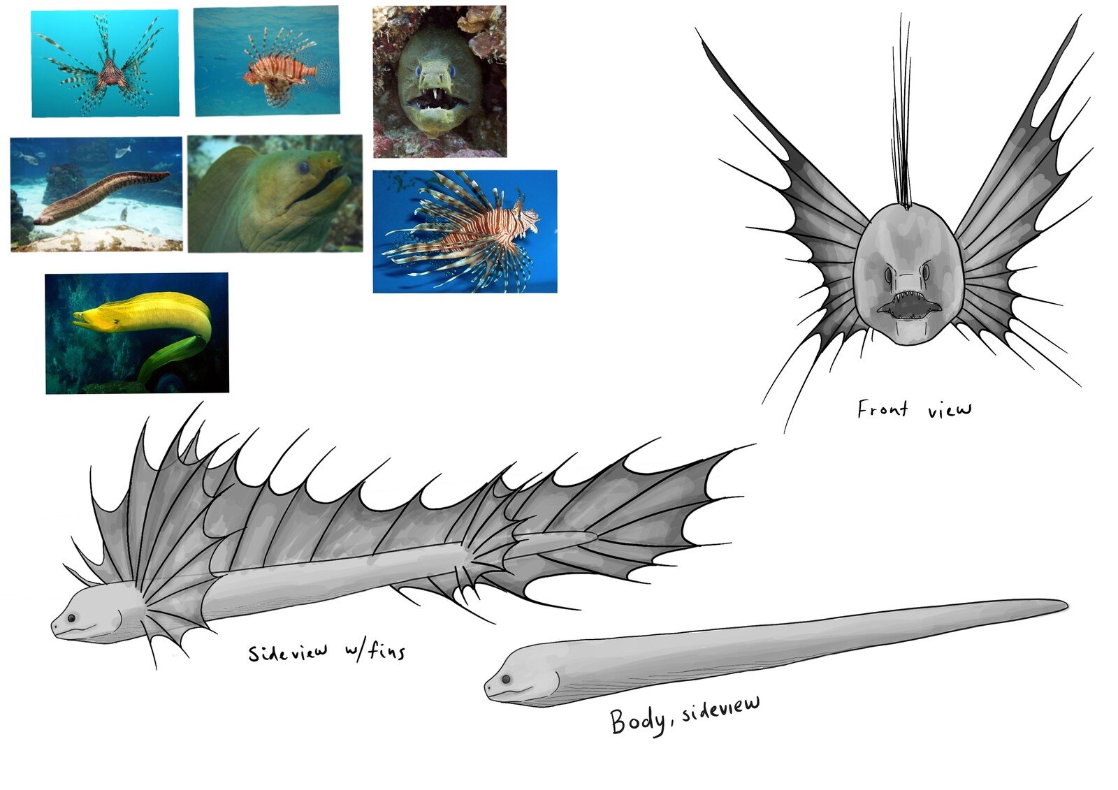 Eira Vestrheim - Moray Eel Lion Fish