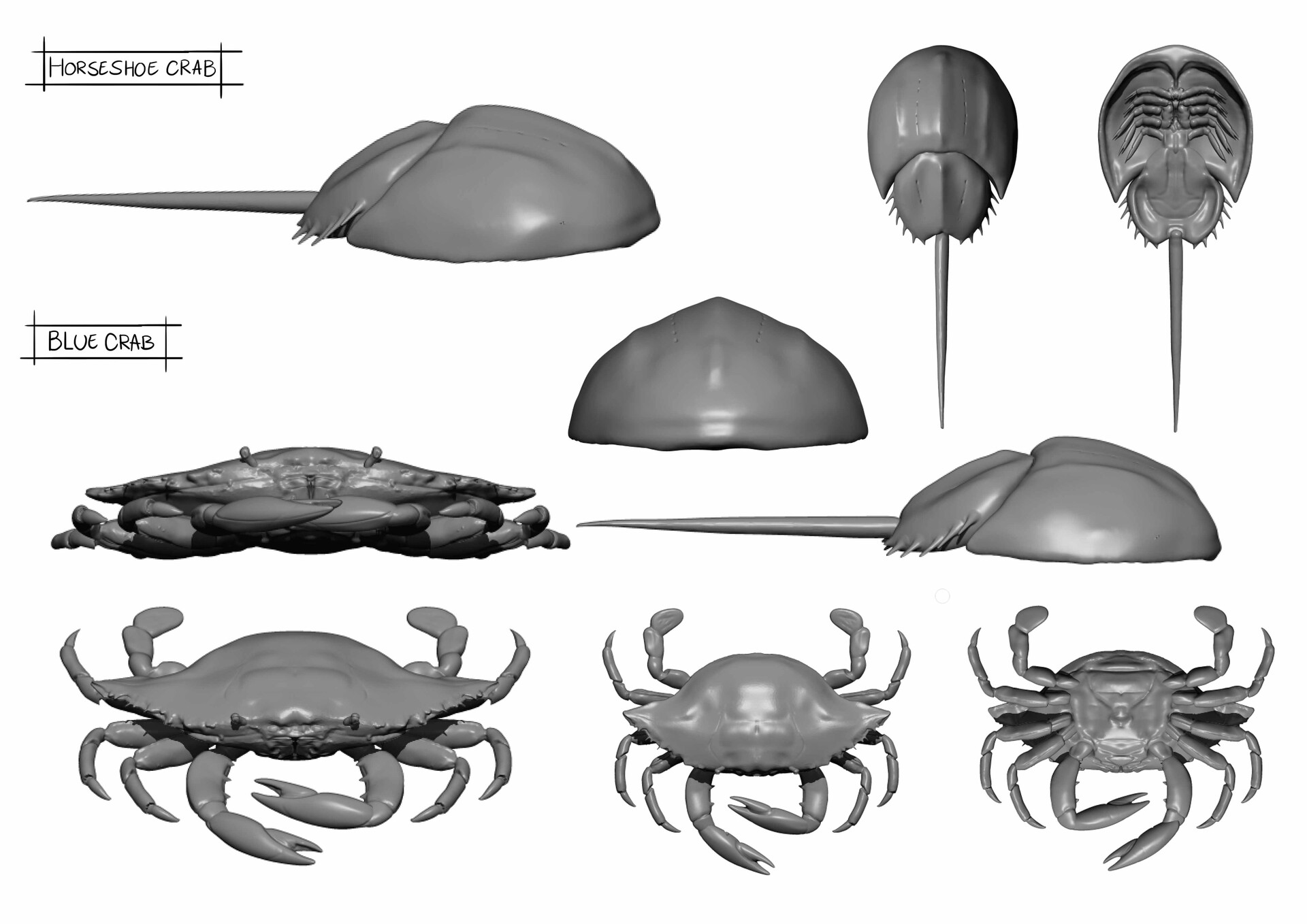 ArtStation - Arthropods and Crustaceans