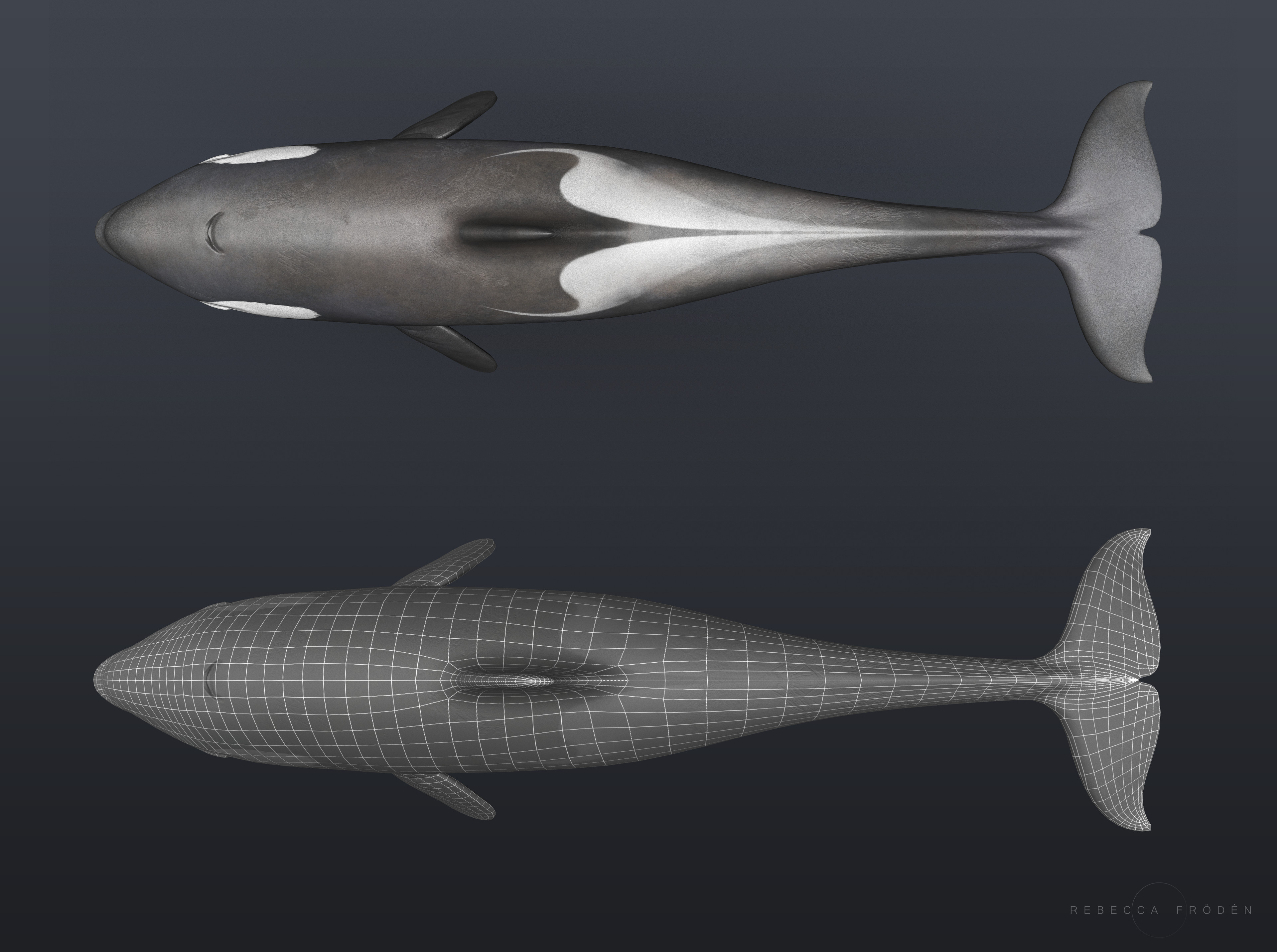 orca sketchfab
