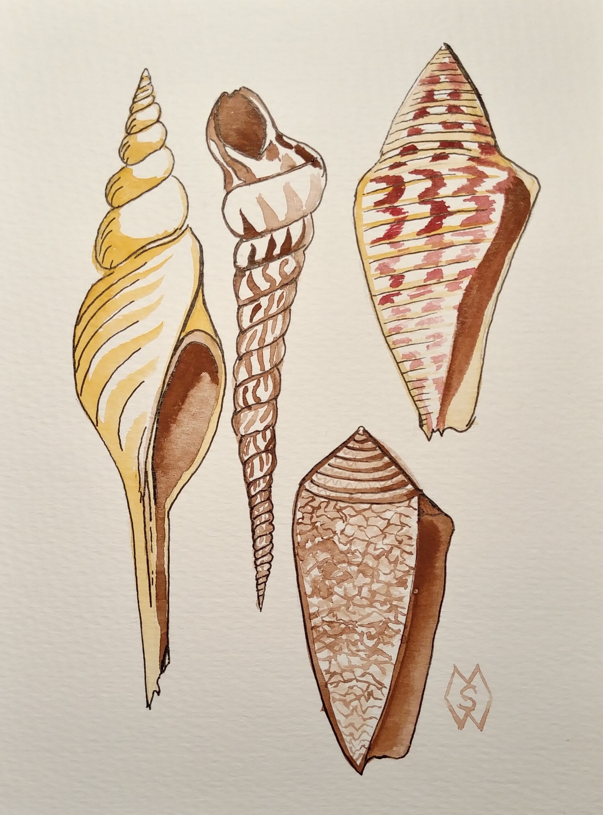 ArtStation - Seashell Study