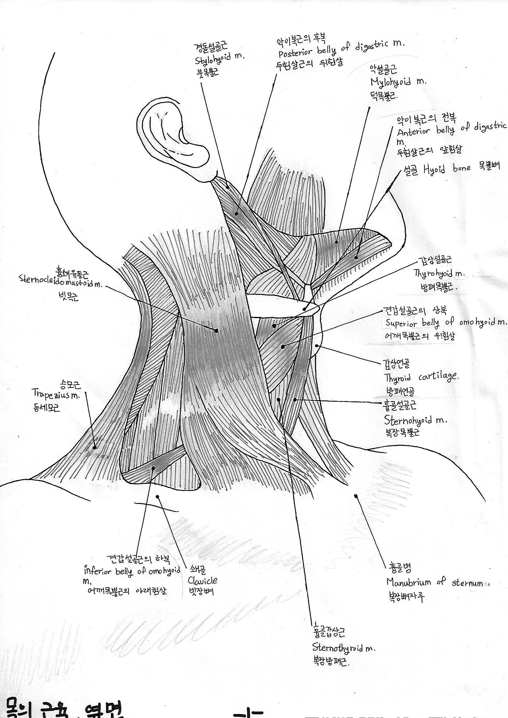 ArtStation - Anatomy, muscles of the neck, lateral view
