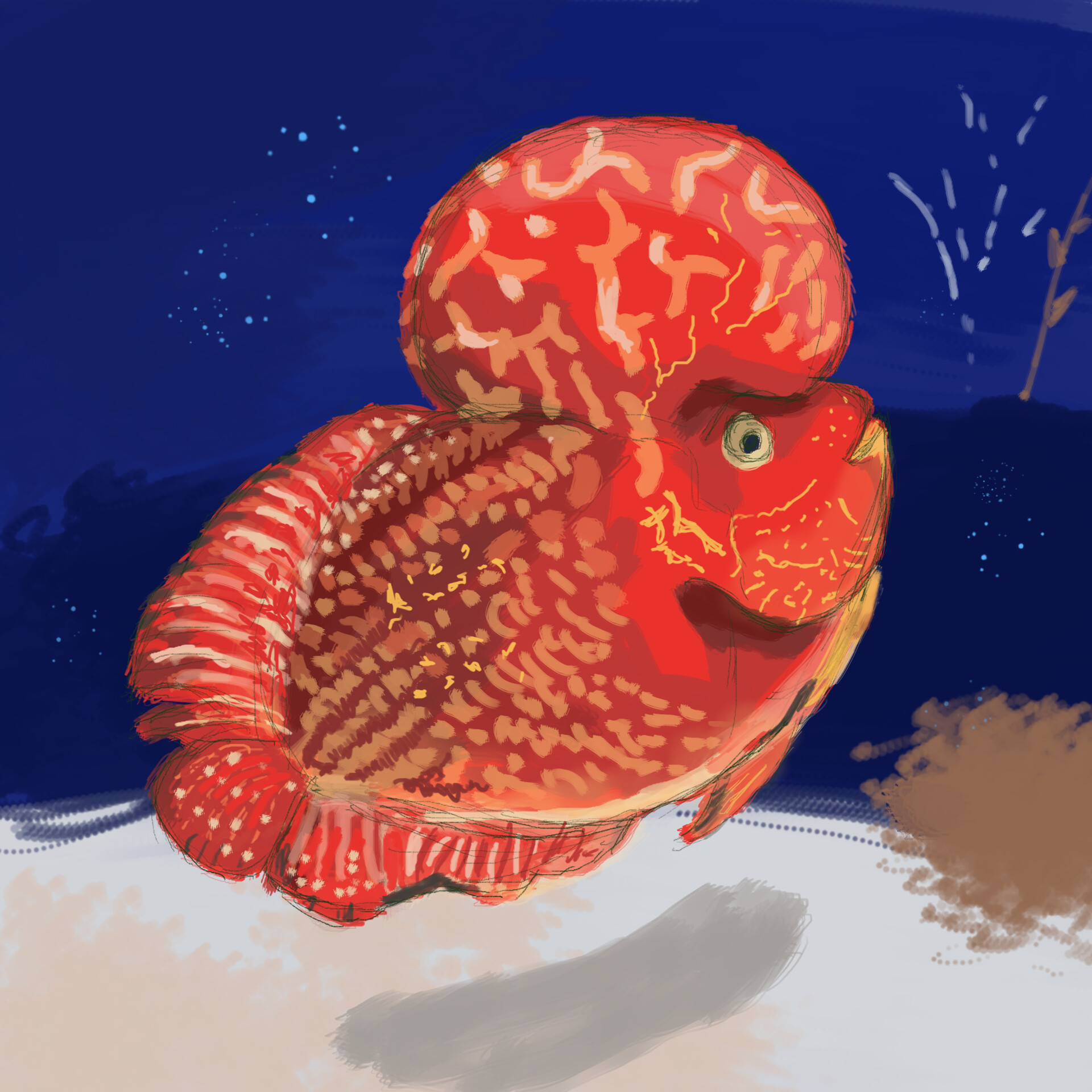 how to draw a flowerhorn