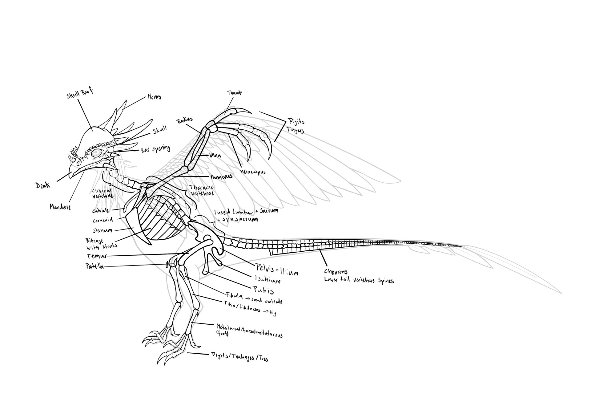 bird skeleton labelled