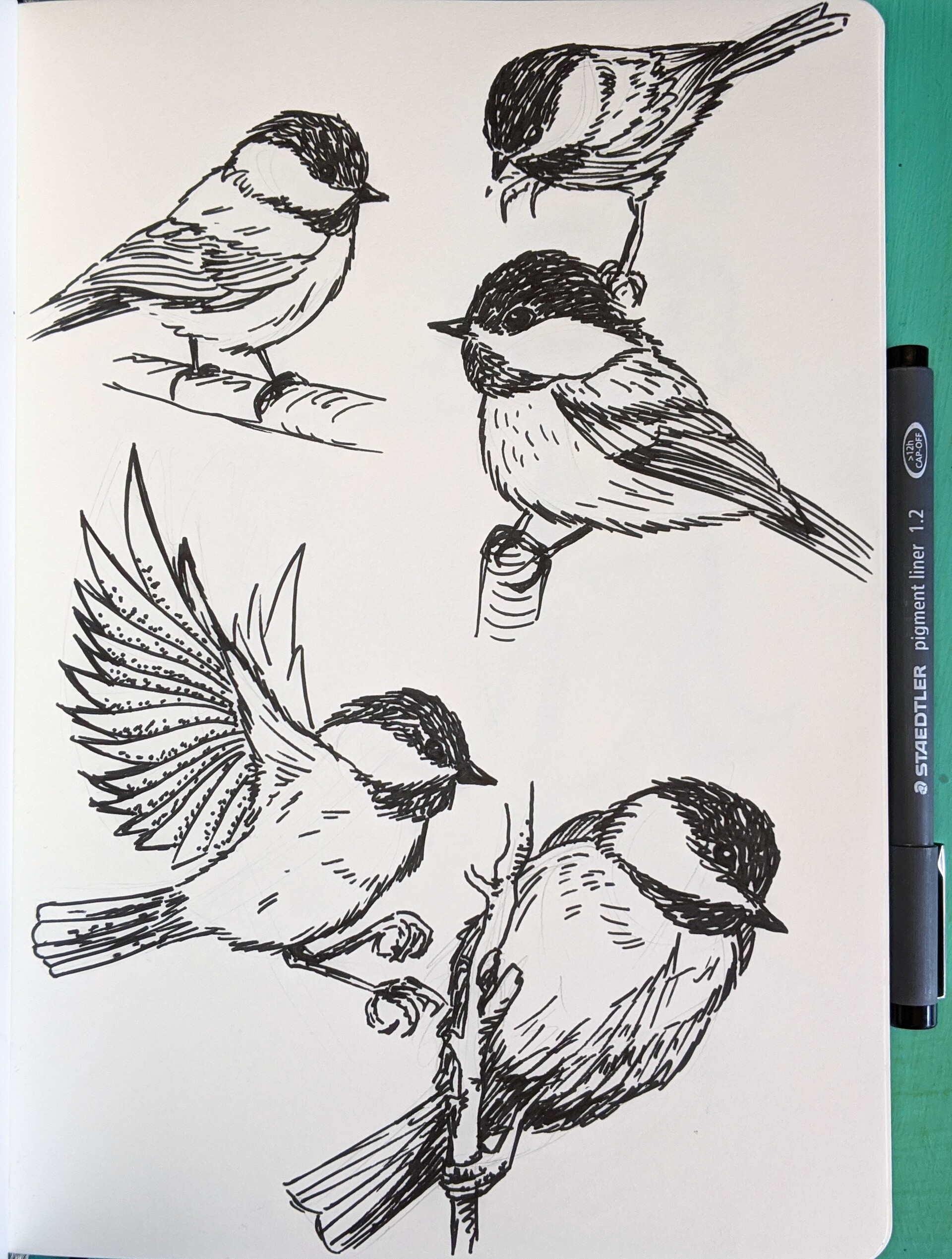 ArtStation - Black Capped Chickadees