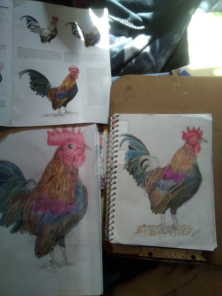ArtStation - Rooster 🐓 in coloured pencils