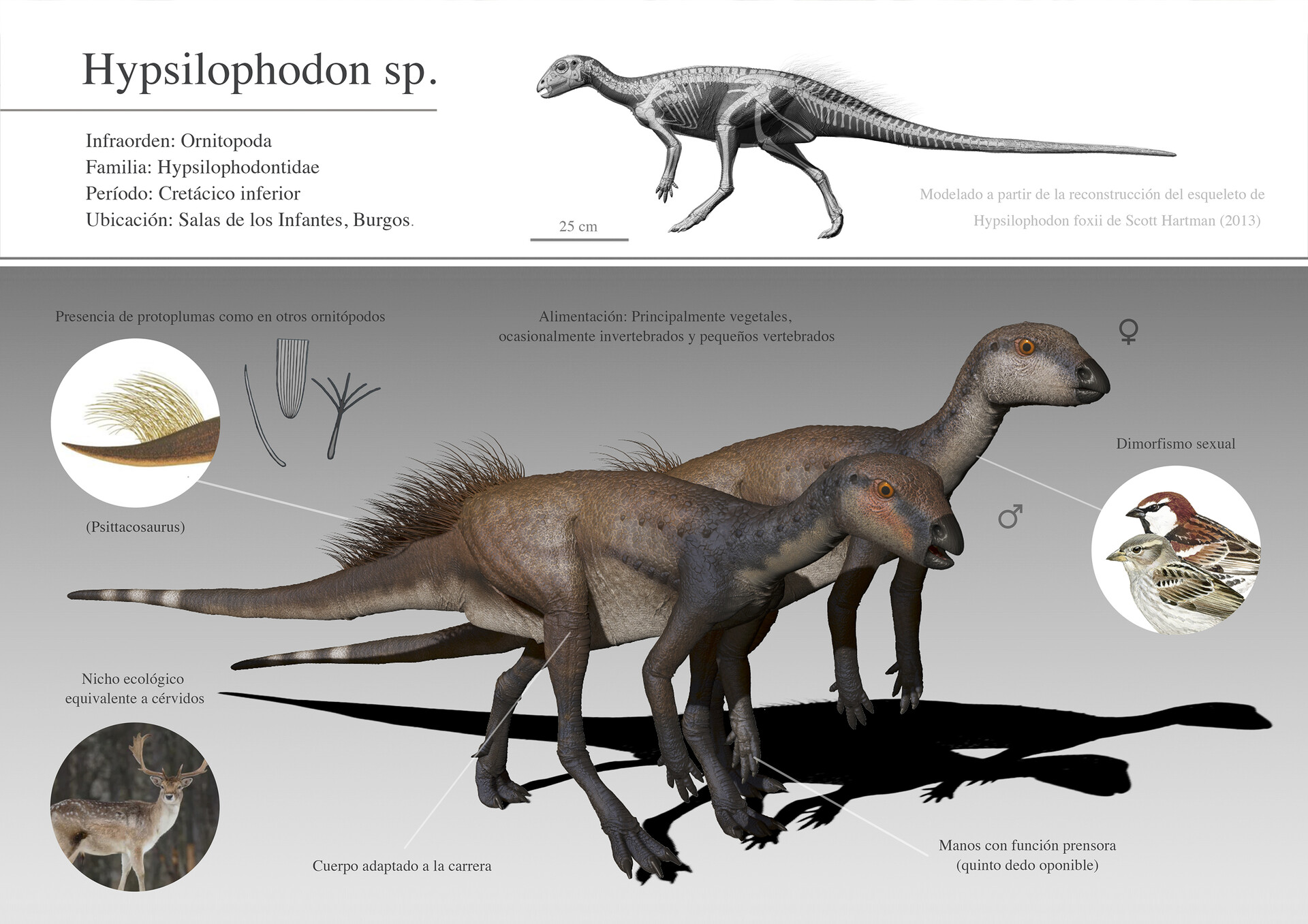 Hypsilophodon Size