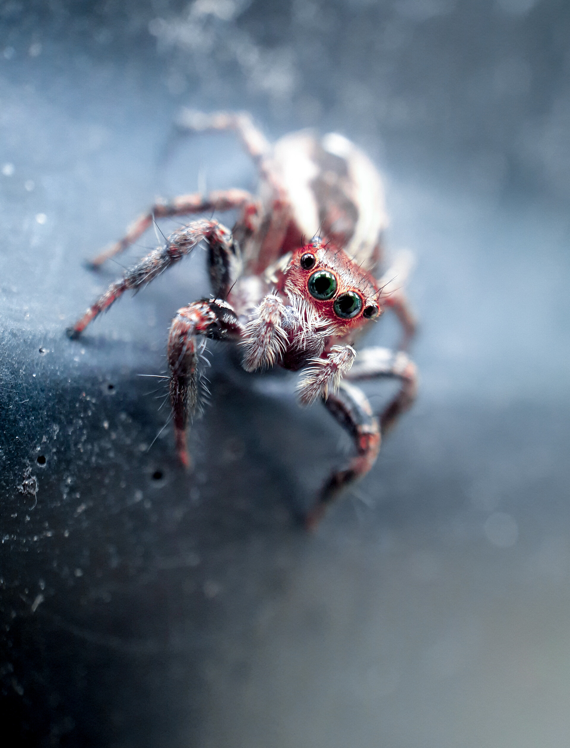 ArtStation - Eight legged critter
