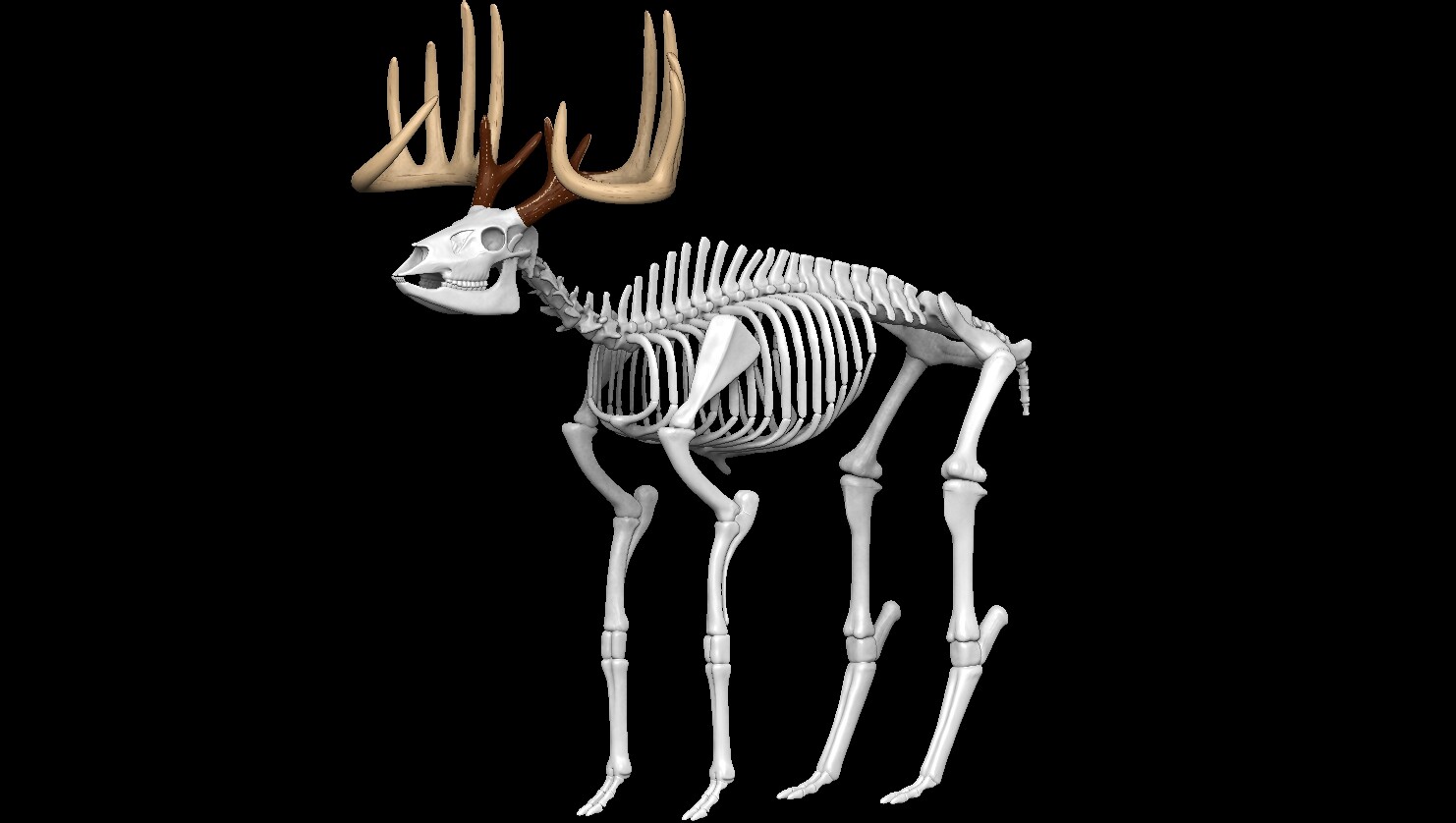 Deer Skeleton
