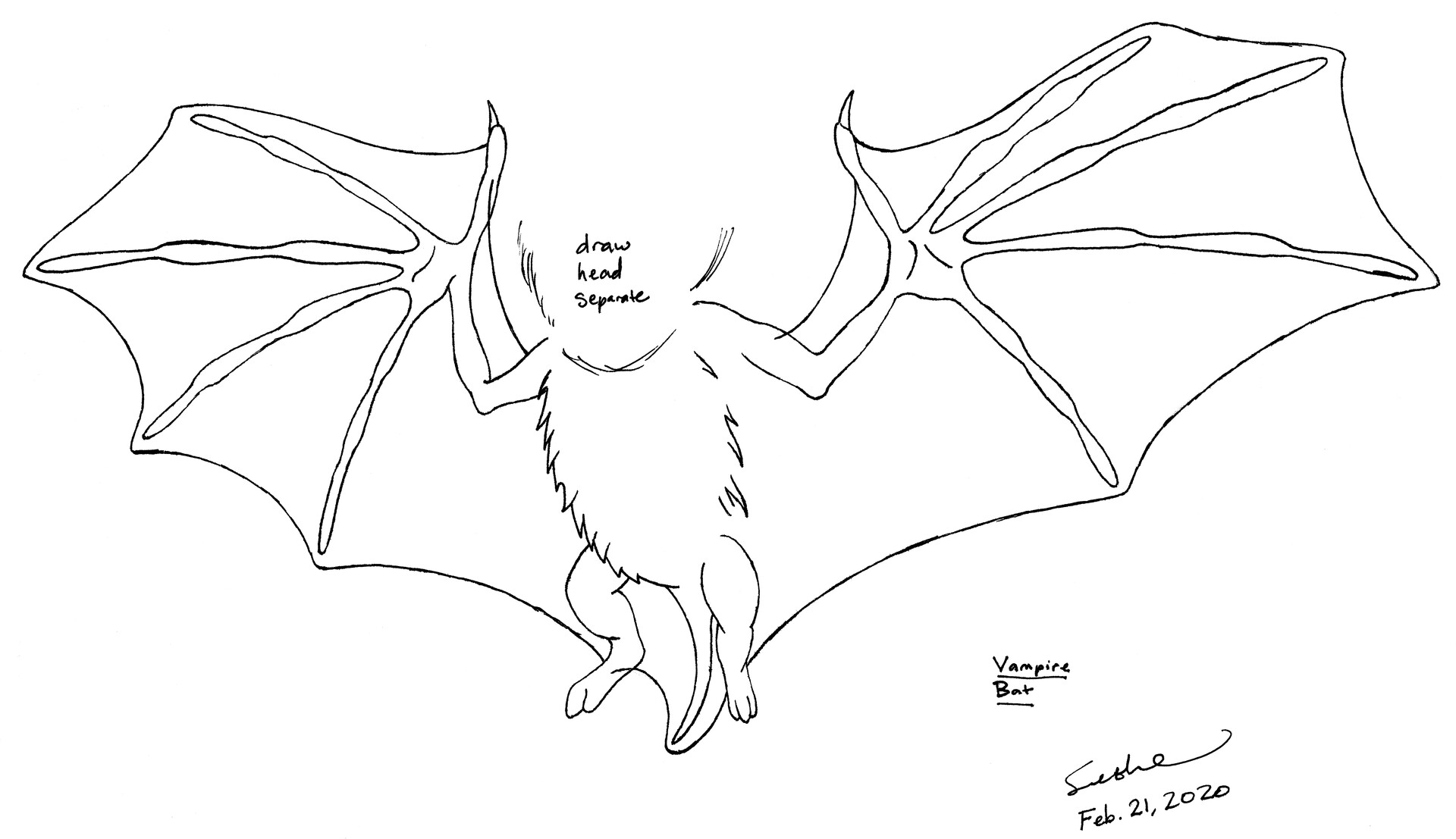 how to draw a bat body