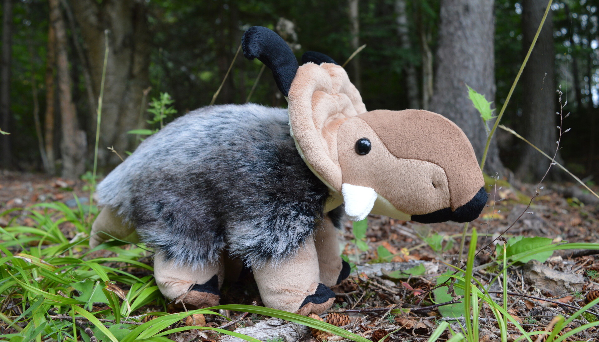 ArtStation - Pachyrhinosaurus plush