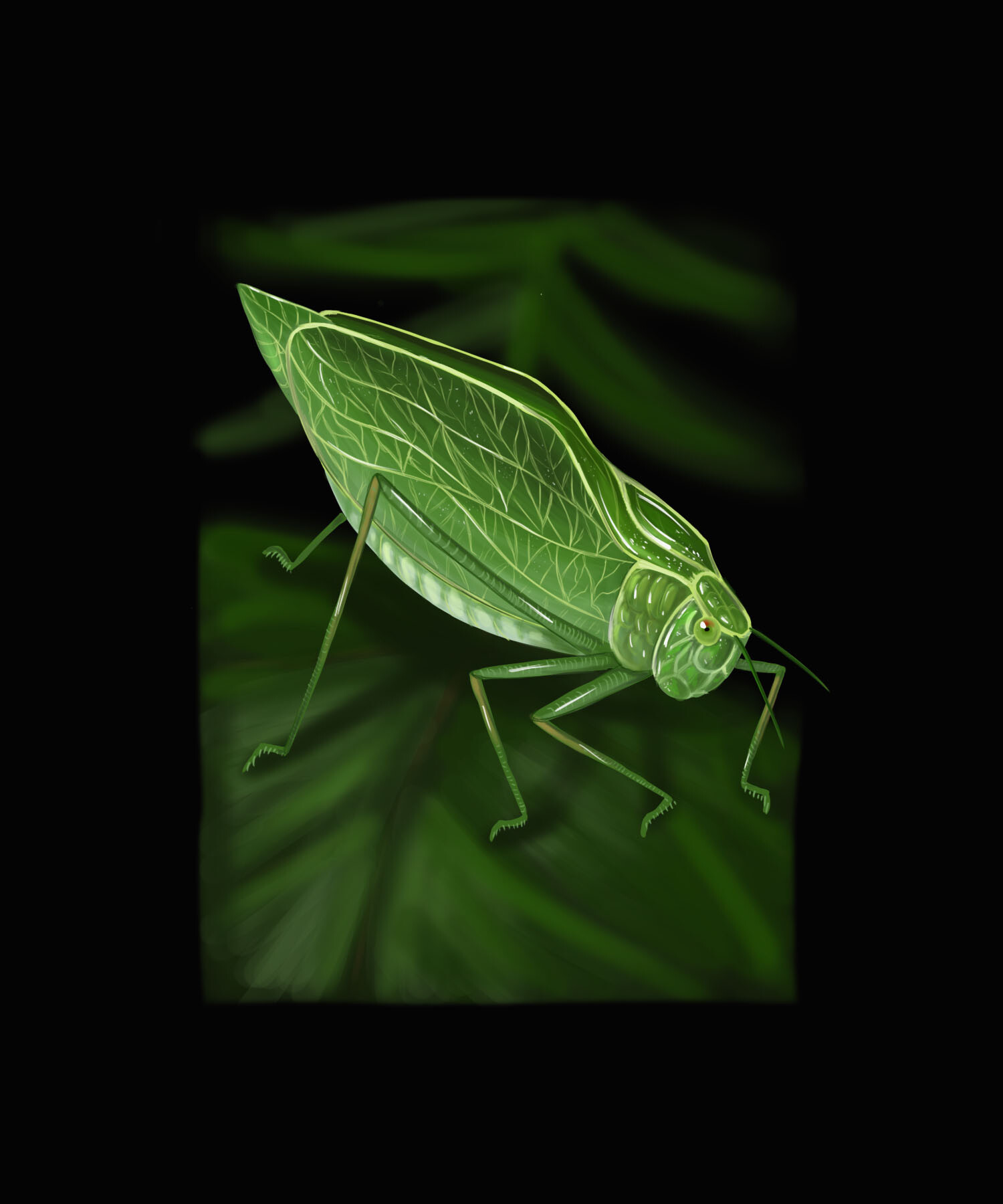 Katydid Drawing Thailand Forest Katydid (Orthoptera) Real Preserved