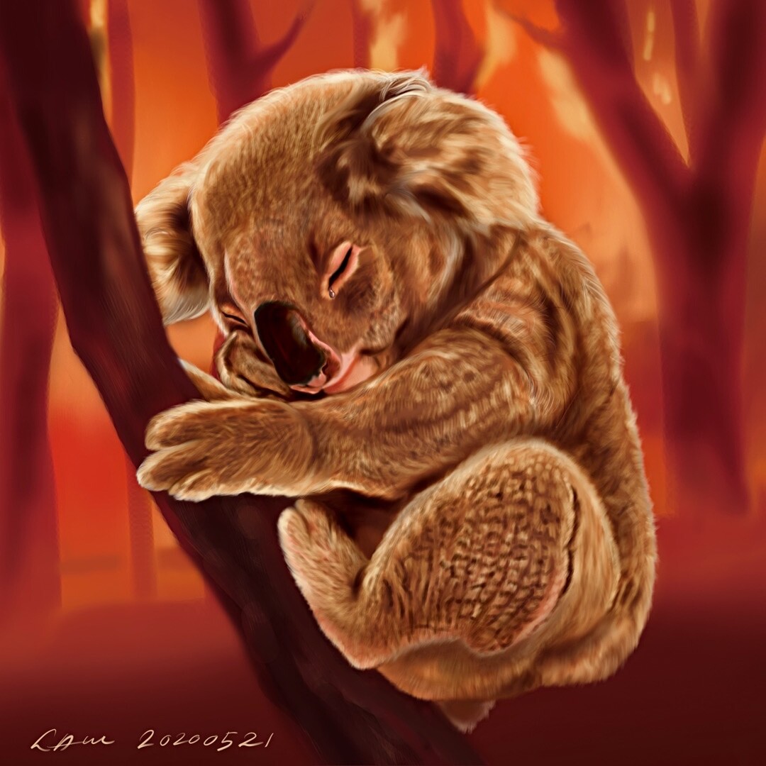 Crying Koala