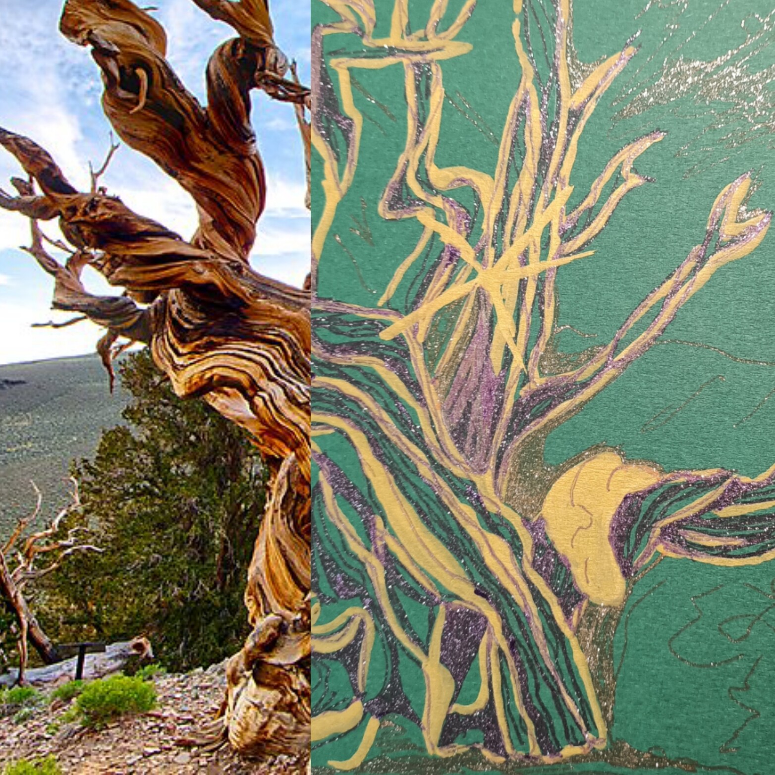 Beautifulnature644 - Methuselah tree