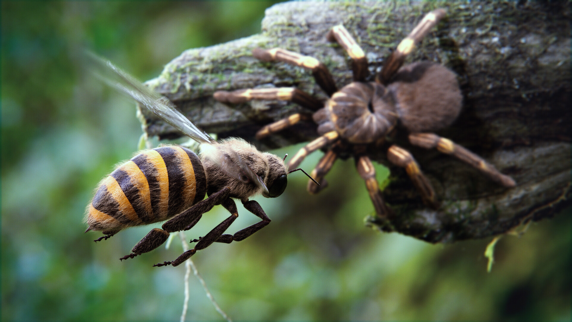 ArtStation - Bee & Tarantula