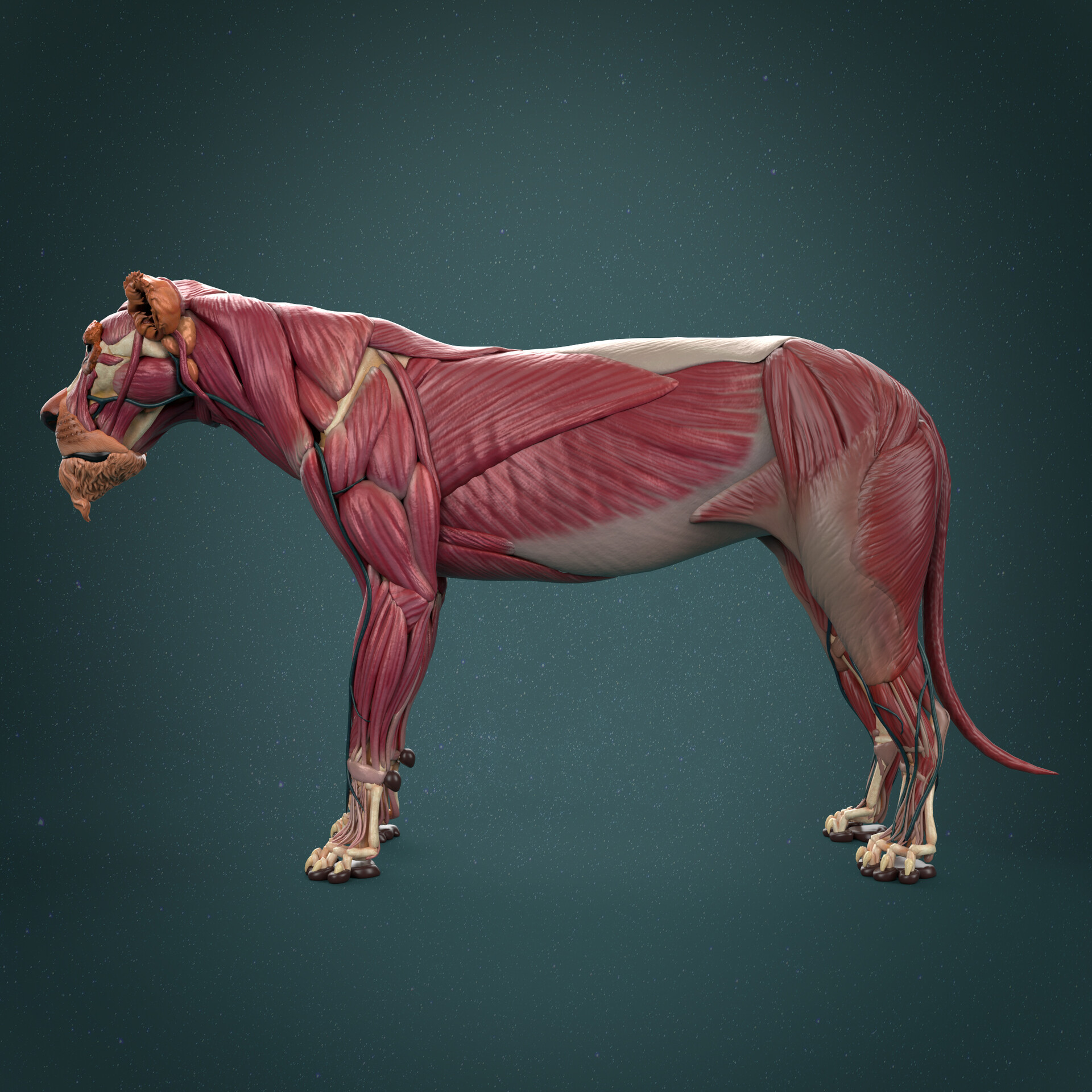 Art By James SIMON - Lion Muscle Écorché | Anatomy of Scar